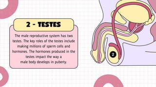 Human Reproductive System for grade 7 science | PDF
