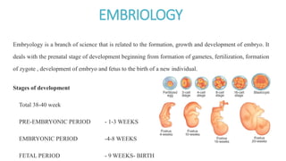Human Reproductive system obg unit 2.pptx