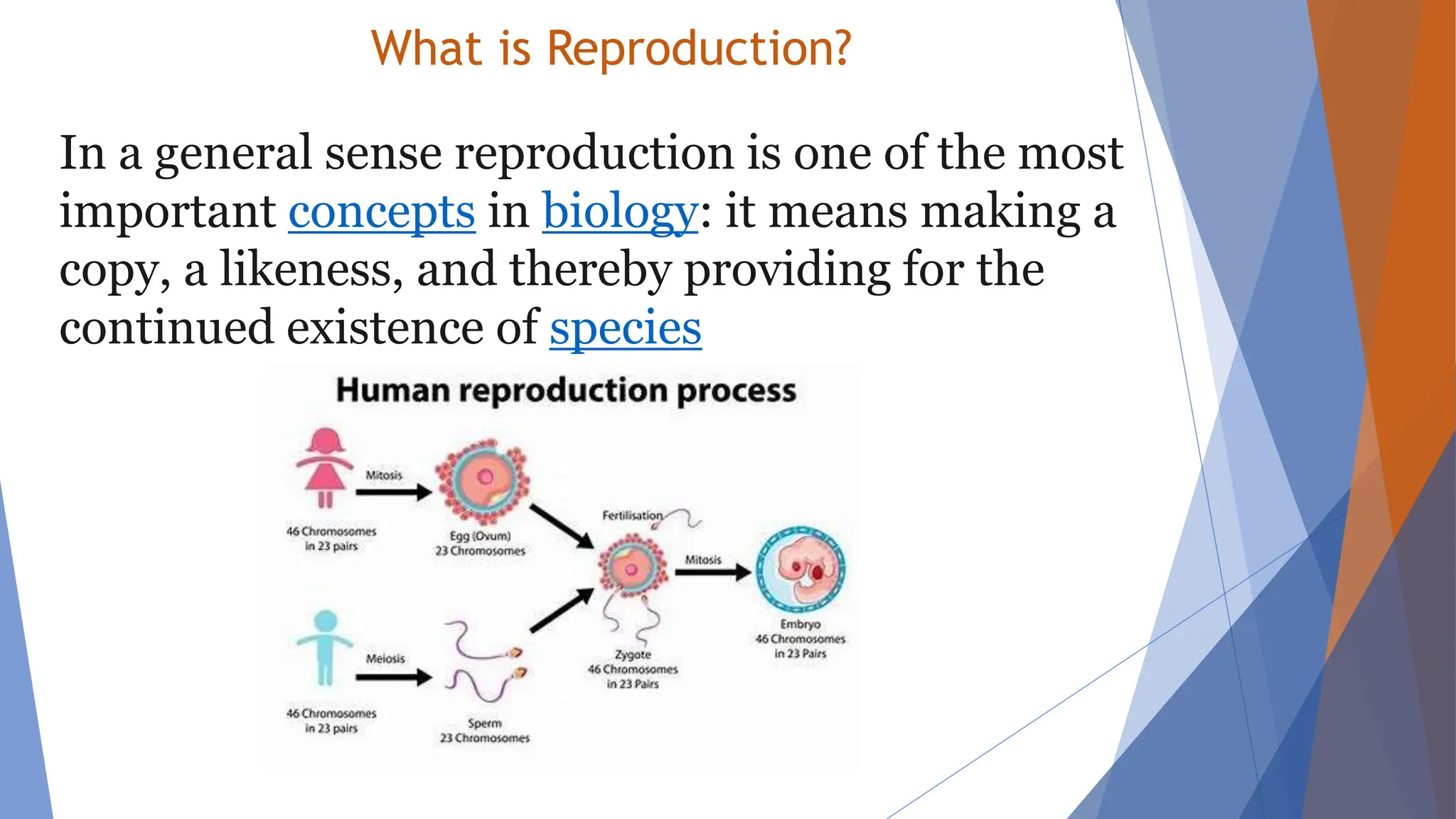 The best Human reproductive System ppt.pptx | Free Download