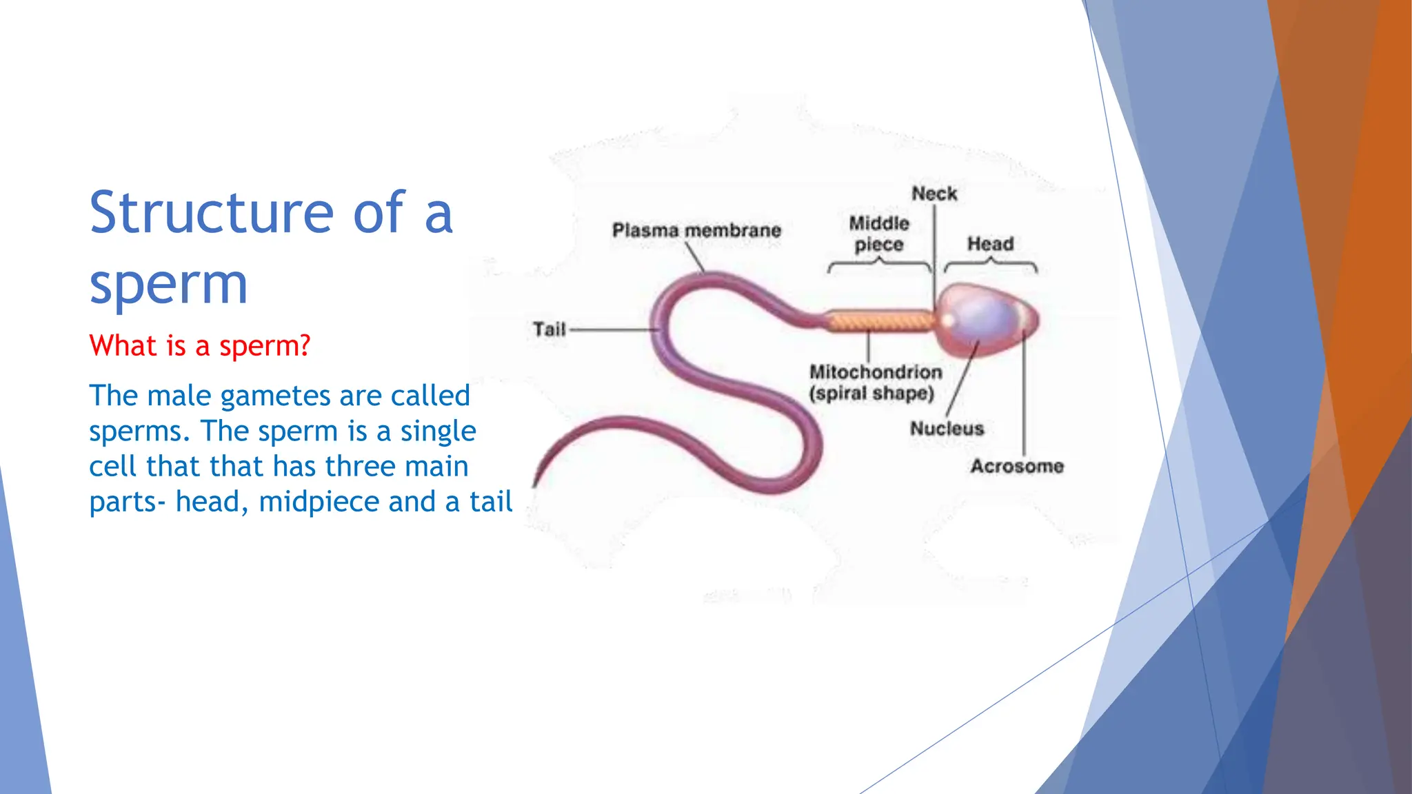 The best Human reproductive System ppt.pptx