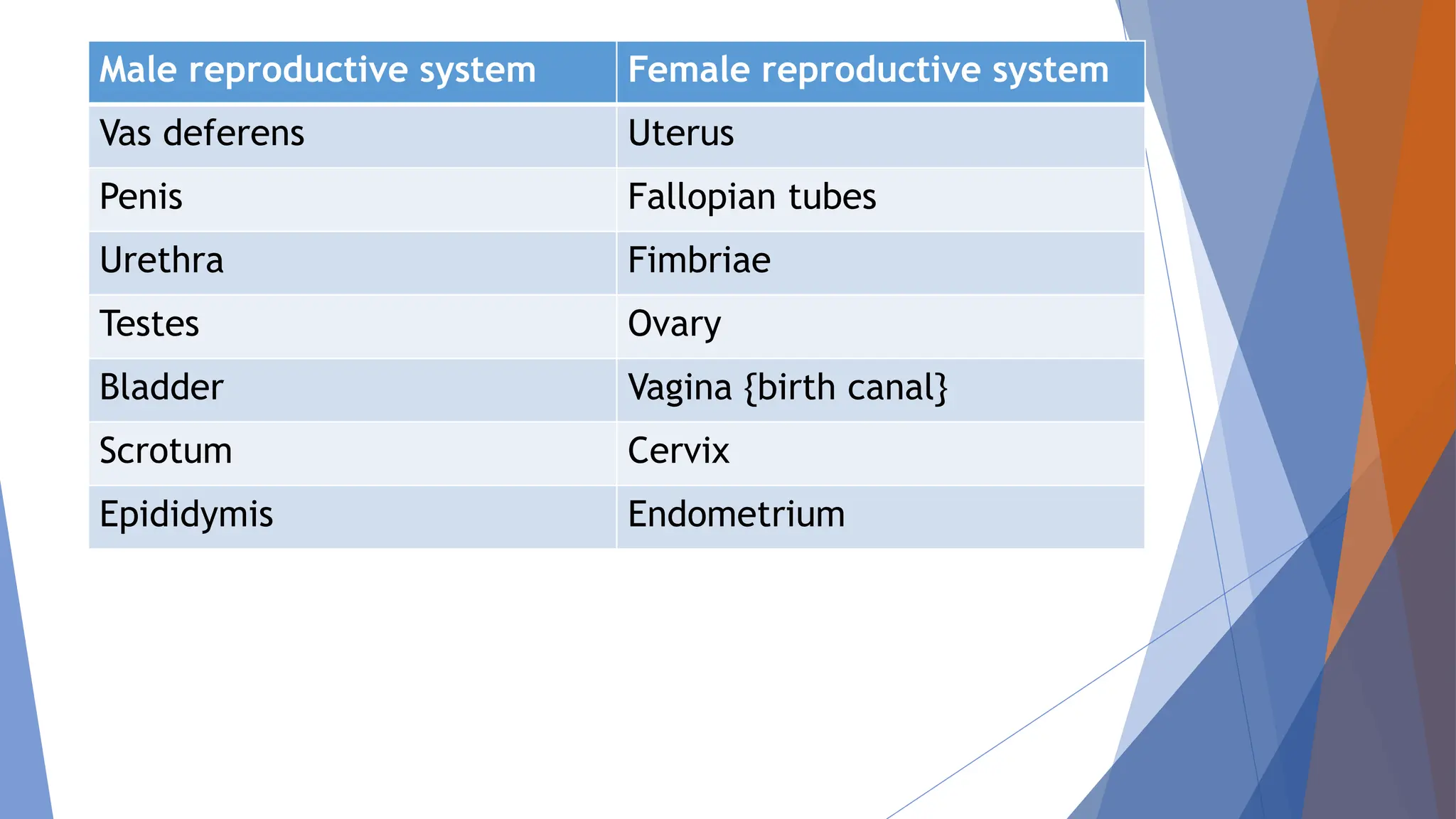 The best Human reproductive System ppt.pptx