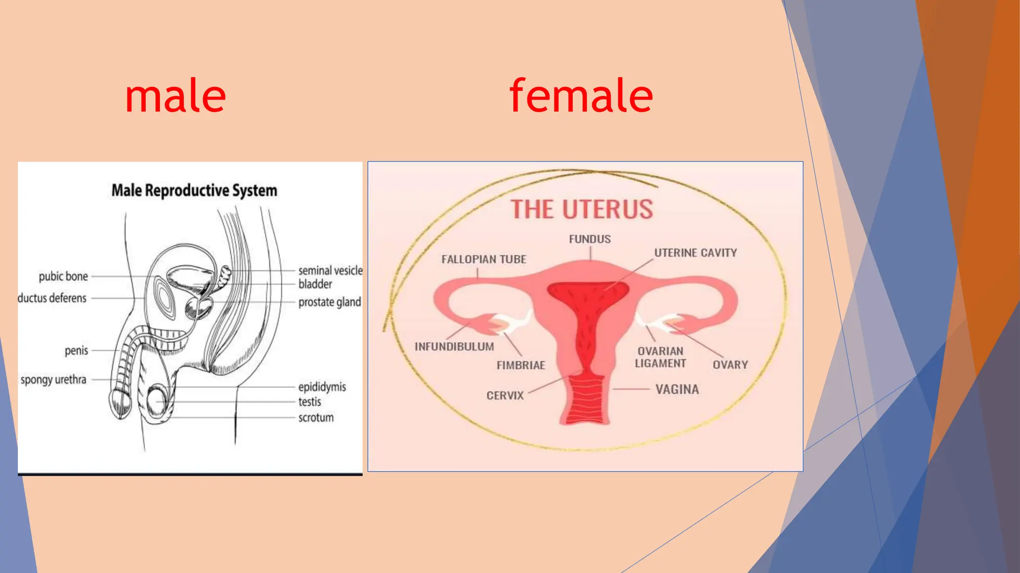 The best Human reproductive System ppt.pptx