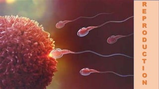 The best Human reproductive System ppt.pptx