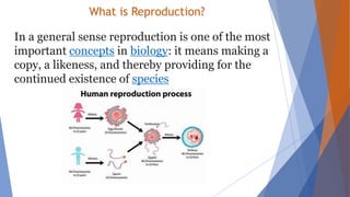 The best Human reproductive System ppt.pptx