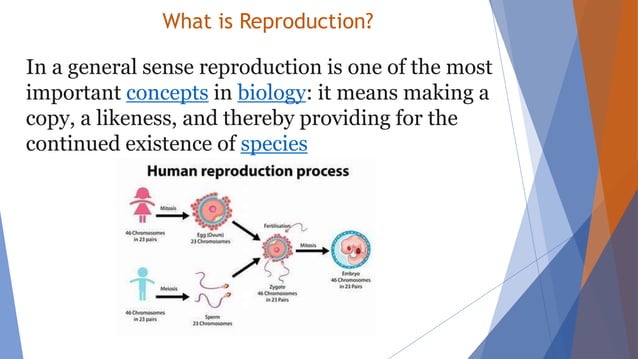 The Best Human Reproductive System Ppt Pptx