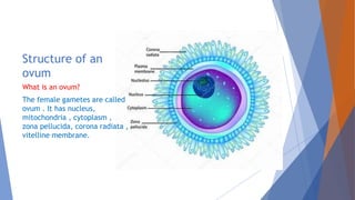 The best Human reproductive System ppt.pptx