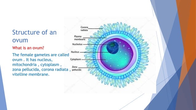 The best Human reproductive System ppt.pptx