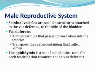 Human Reproductive Systems PowerPoint.pptx