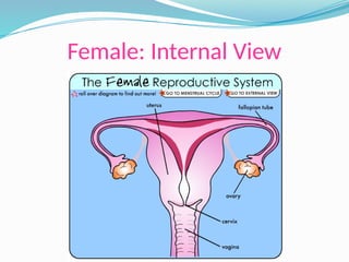 Human Reproductive Systems PowerPoint.pptx