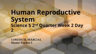 Human Reproductive System week 2 day 2.pptx