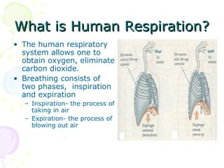 Human respiration | PPT