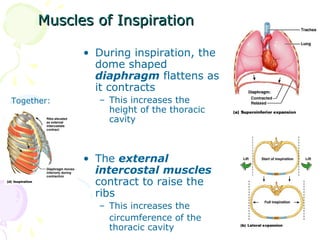 Human respiration | PPT