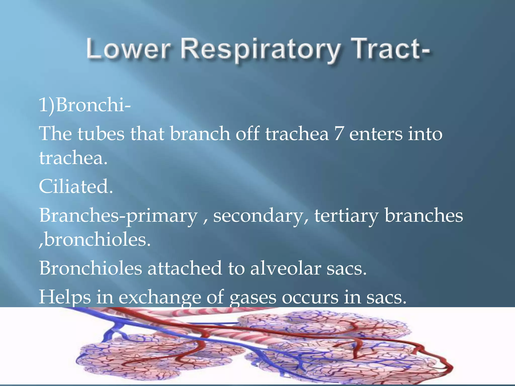 Human respiration by Prof. Irfana Mulla. | PPTX | Lung and Respiratory ...