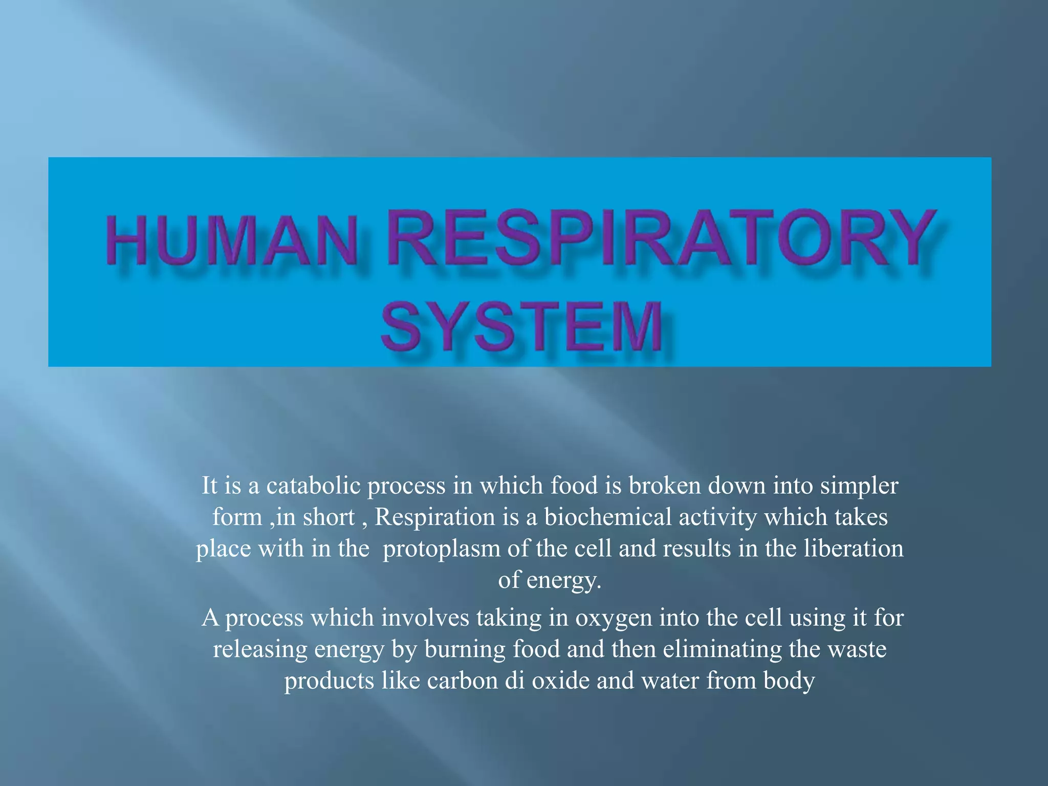 Human respiration by Prof. Irfana Mulla. | PPTX | Lung and Respiratory ...