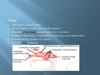 Human respiration by Prof. Irfana Mulla. | PPTX | Lung and Respiratory ...