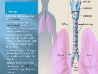 Human respiration by Prof. Irfana Mulla. | PPTX | Lung and Respiratory ...