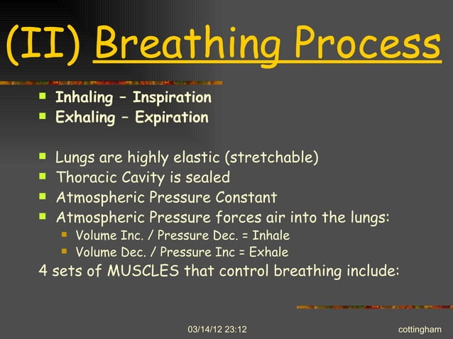 Human respiration ib master | PPT