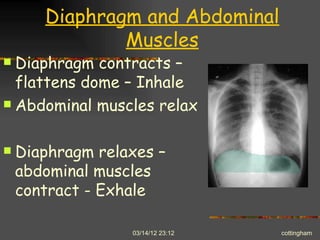 Human respiration ib master | PPT