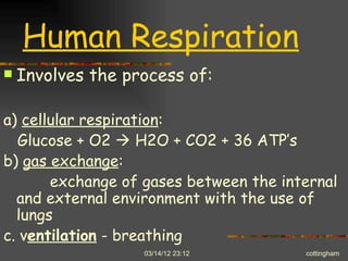 Human respiration ib master | PPT