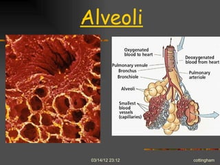 How much of this ventilates the alveoli and how much remains in the ...