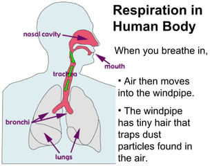 Human Respiratory System | PPT