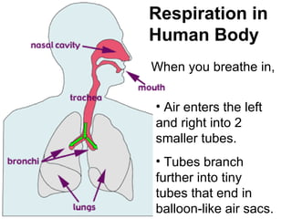 Human Respiratory System | PPT