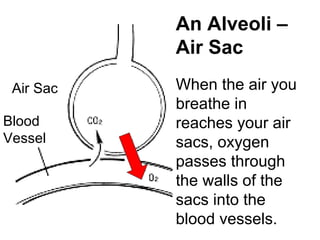Human Respiratory System | PPT