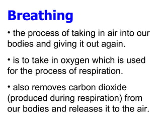 Human Respiratory System | PPT