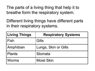 Human Respiratory System | PPT