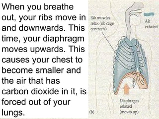 Human Respiratory System | PPT