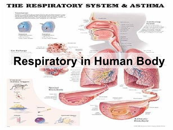The Respiratory System The Human Body
