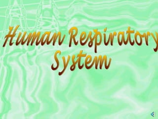 Human respiratory system | PPT