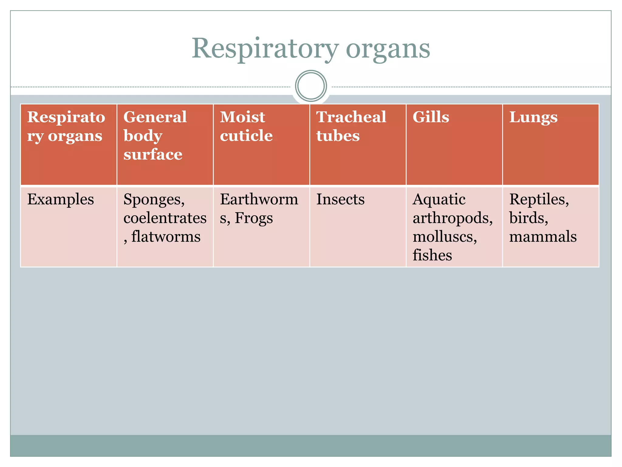 Human respiratory system | PPT