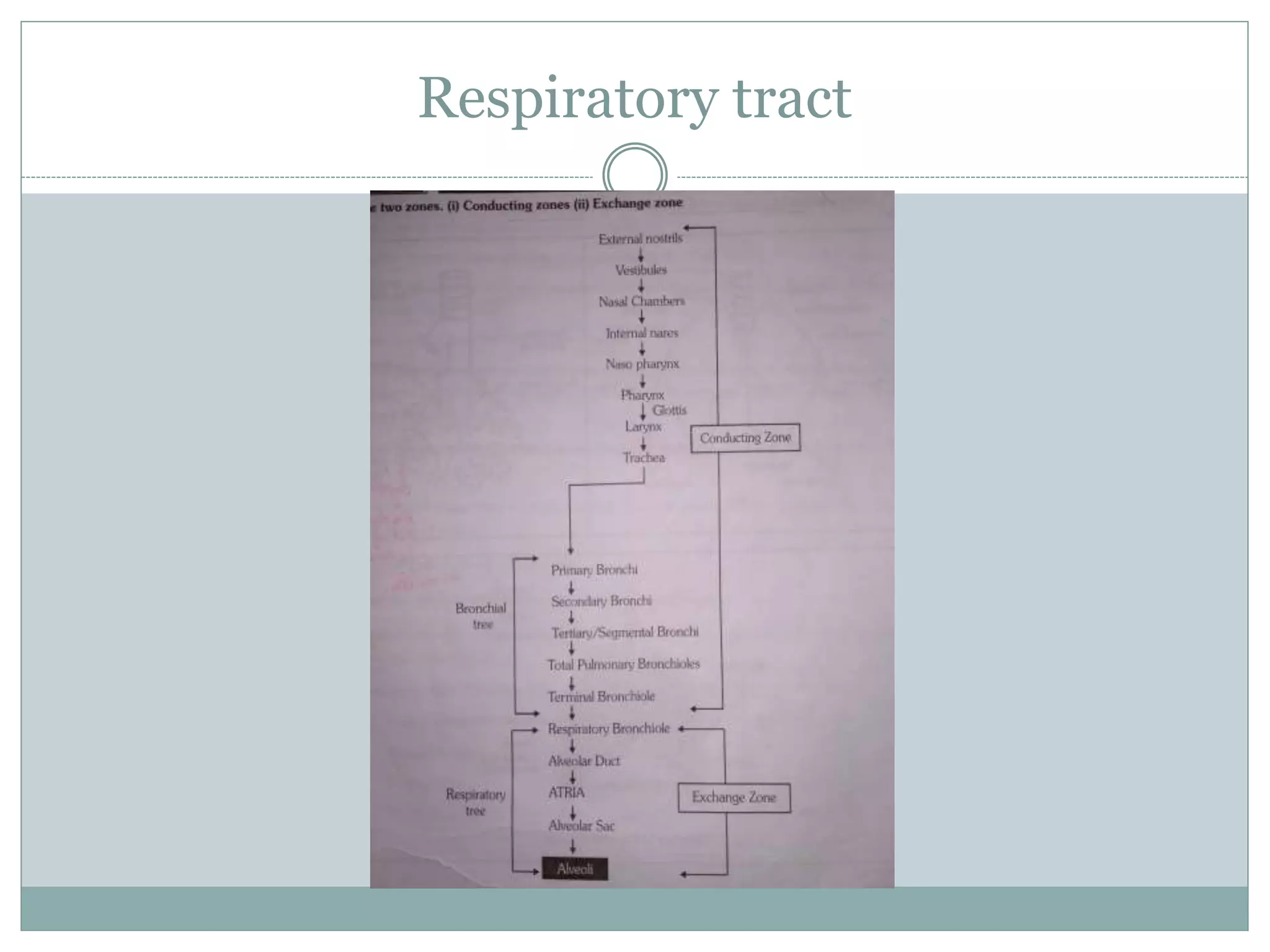 Human respiratory system | PPT
