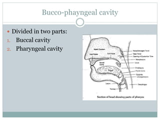 Human respiratory system | PPTX