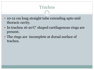 Human respiratory system | PPT