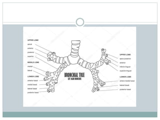 Human respiratory system | PPTX
