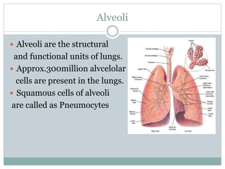 Human respiratory system | PPTX