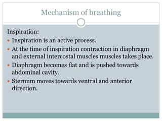 Human respiratory system | PPT
