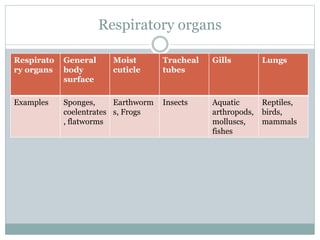 Human respiratory system | PPTX