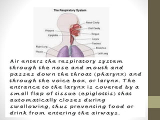 Human respiratory system | PPT