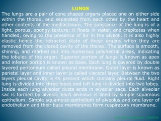 Human respiratory system | PPTX