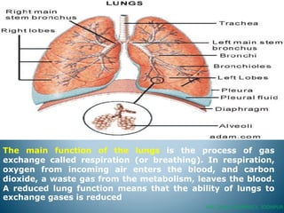 Human respiratory system | PPTX