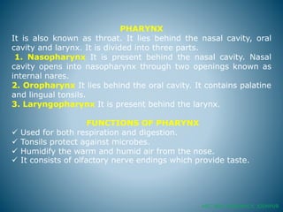 Human respiratory system | PPTX