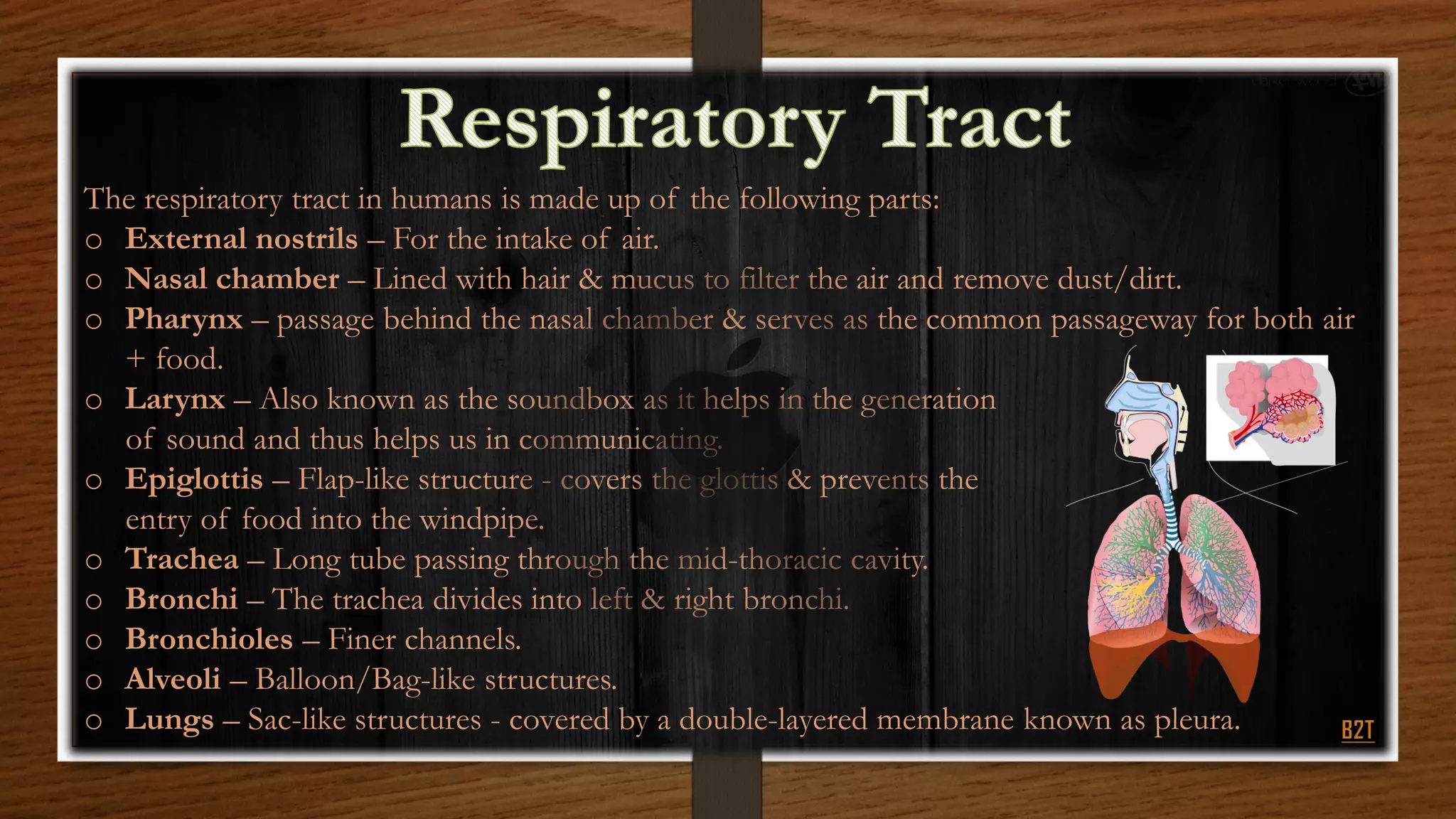 Human respiratory system | PDF