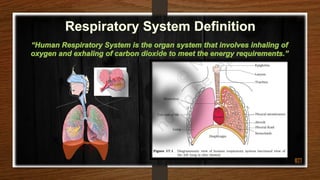 Human respiratory system | PDF | Lung and Respiratory Health | Diseases ...