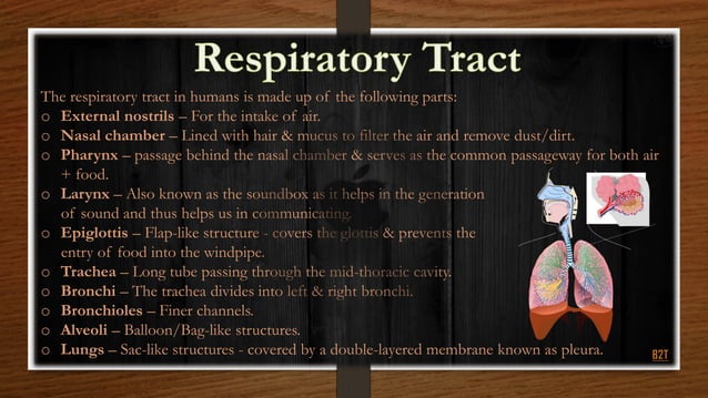Human respiratory system | PPT