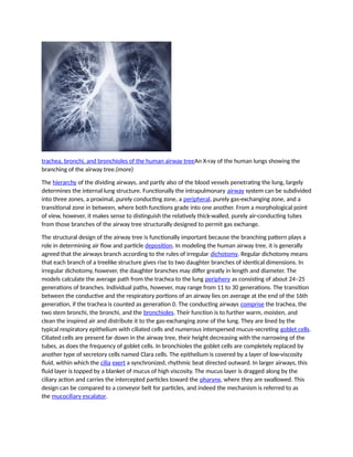 human respiratory system.docx human body | DOCX