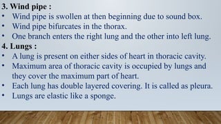 Human Respiratory system lungs , nasal opening | PPT