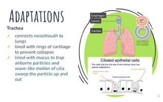 Human Respiratory System Note 2025 _respiratory_structures___processes.pdf
